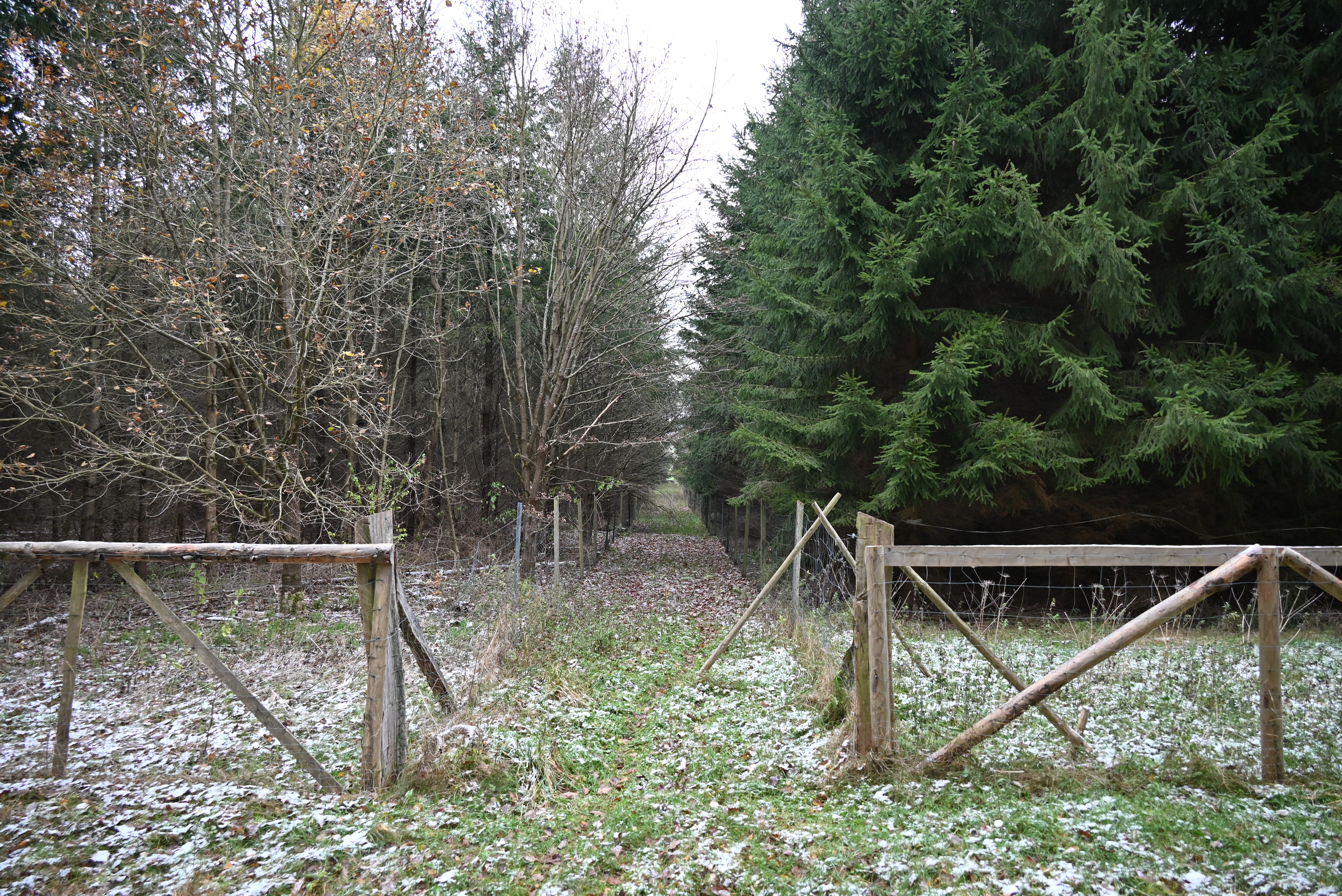 BIOTREE (Germany) – TreeDivNet