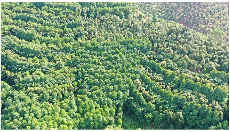 Guangxi Pingxiang BEF – TreeDivNet